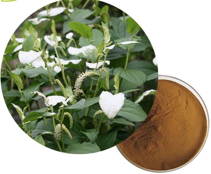 Saururus Chinensis, Asian Lizard's Tail Extract Powder Canada – PURE ...